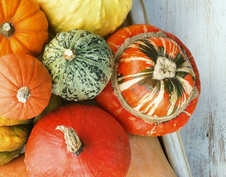 Turks Turban Gourd Seeds, Edible Ornamental Winter Squash, Heirloom ...