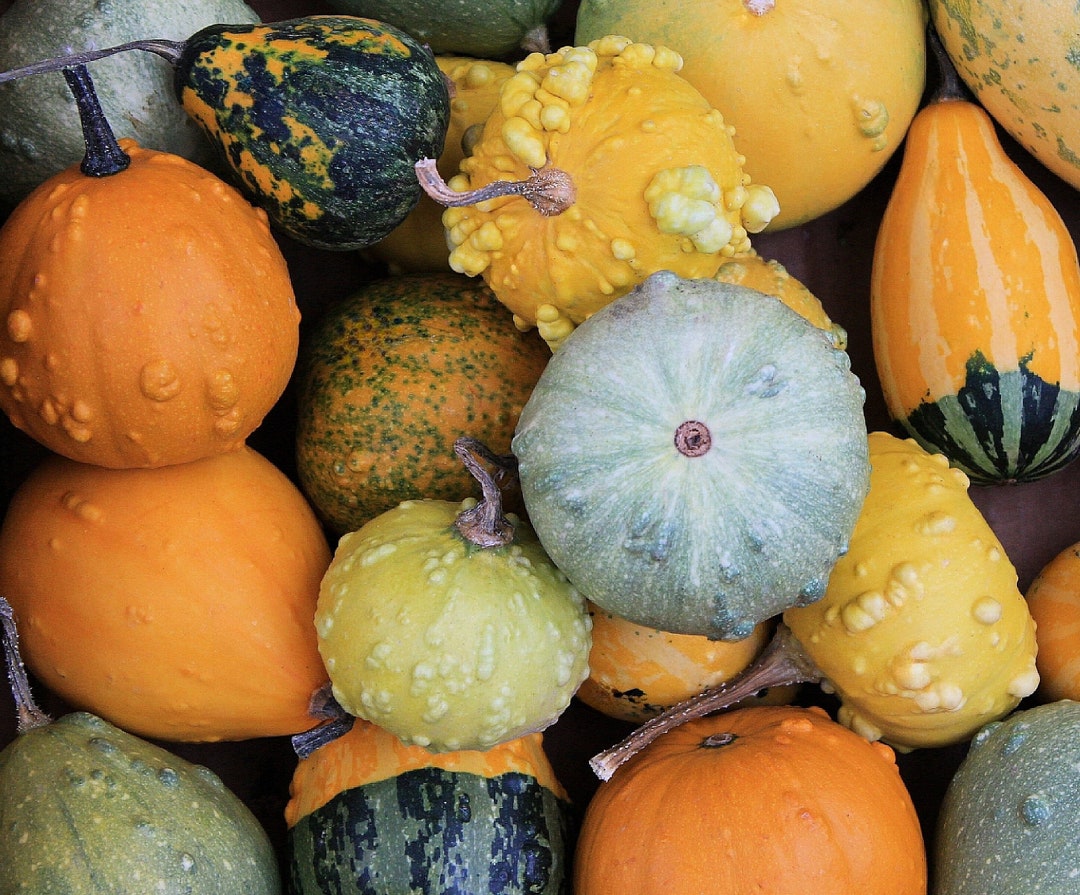 30+ Small Gourd Seed Mix, Ornamental Gourd Seeds, Premium Resealable ...