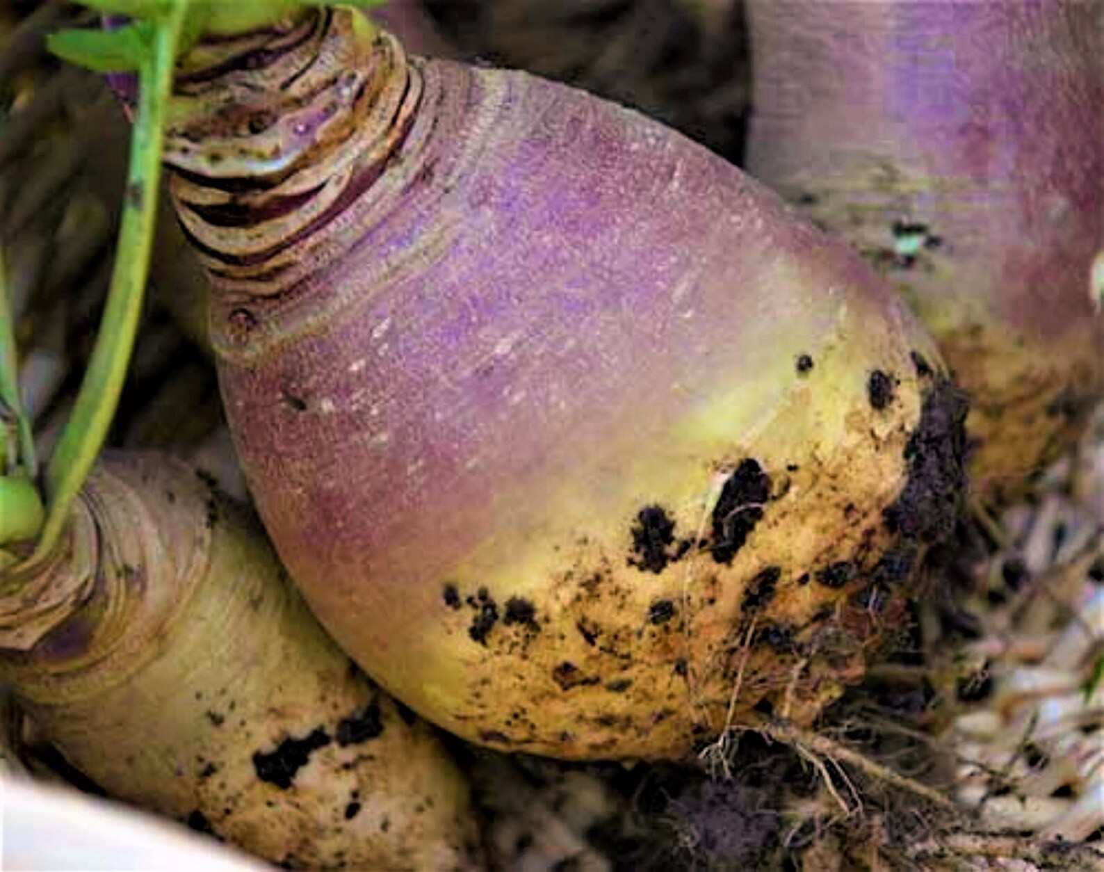 350 Laurentian Rutabaga Seeds / Swede Turnip Seeds / Heirloom - Etsy