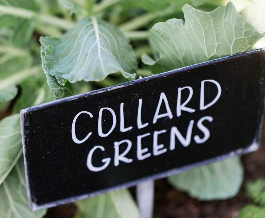150 Champion Collard Green Seeds, Heirloom Vegetable, Cold Hardy, Bolt ...