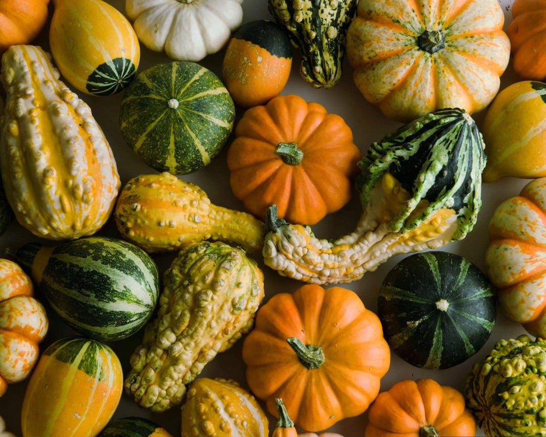 Fancy and Autumn Wing Ornamental Gourd Seeds, Small and Medium, Rare ...
