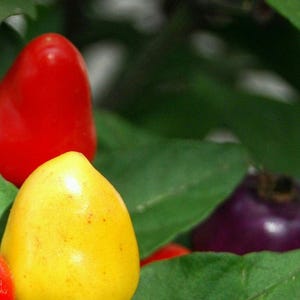Firecracker Chili Pepper Seeds, Edible Ornamental Pepper, Heirloom Hot ...