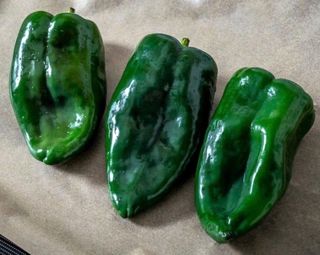 Poblano Pepper Seeds Ancho Grande, Mild Peppers, Open Pollinated ...
