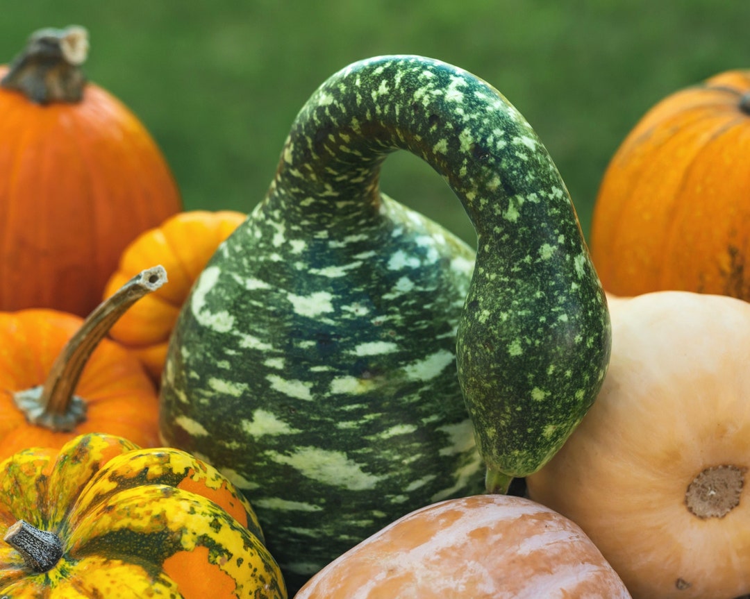 Speckled Swan Gourd Seeds, Ornamental, Perfect Addition to Fall Gourds ...