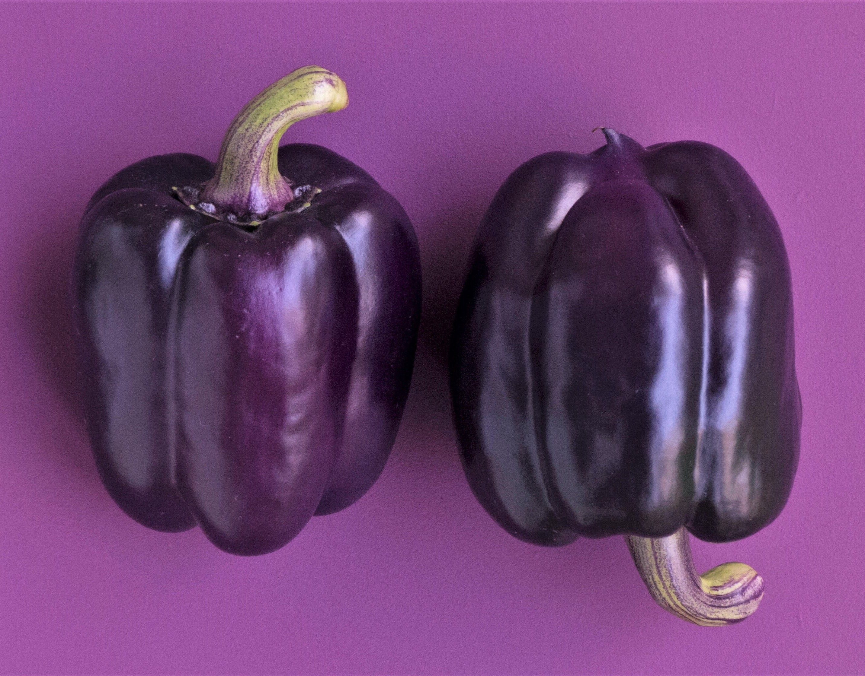 Purple Beauty Pepper Seeds / 40 Purple Pepper Seeds / Non GMO - Etsy Italia