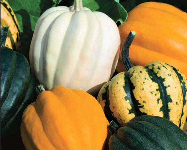 Autumn Mix Acorn Squash Seeds: Winter Squash Seed Blend, See Listing ...