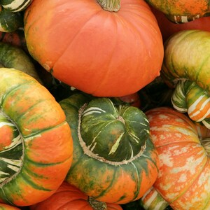 Turks Turban Gourd Seeds Edible Ornamental Gourd, Squash, Heirloom ...