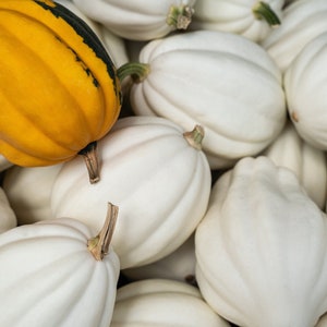 Autumn Mix Acorn Squash Seeds: Winter Squash Seed Blend, See Listing ...
