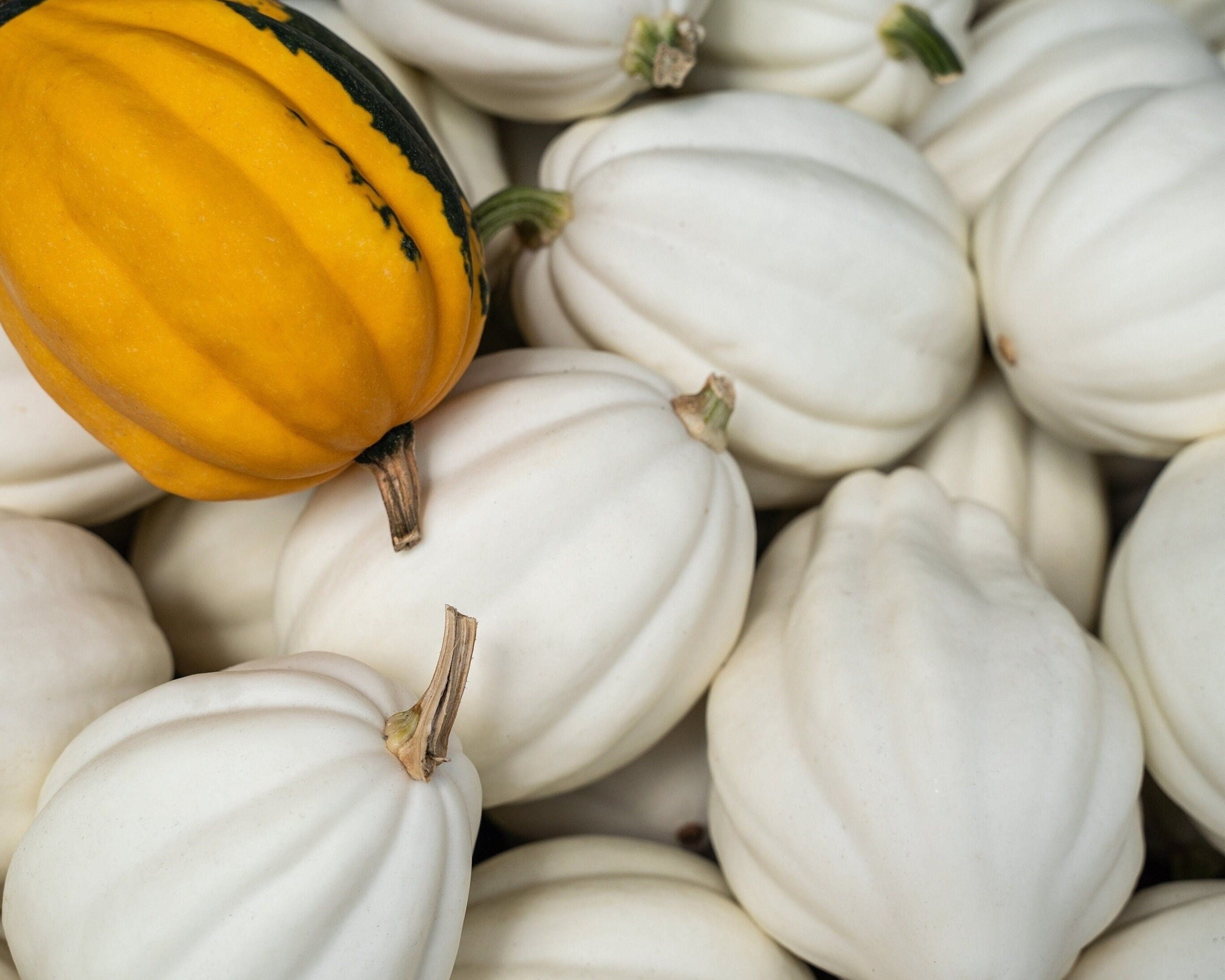 Autumn Mix Acorn Squash Seeds: Winter Squash Seed Blend, See Listing ...