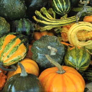 Fancy & Autumn Wing Gourd Seeds, Small and Medium Ornamental Gourds and ...