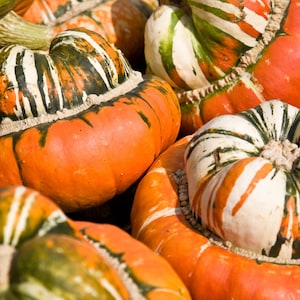 Turks Turban Gourd Seeds Edible Ornamental Gourd, Squash, Heirloom ...