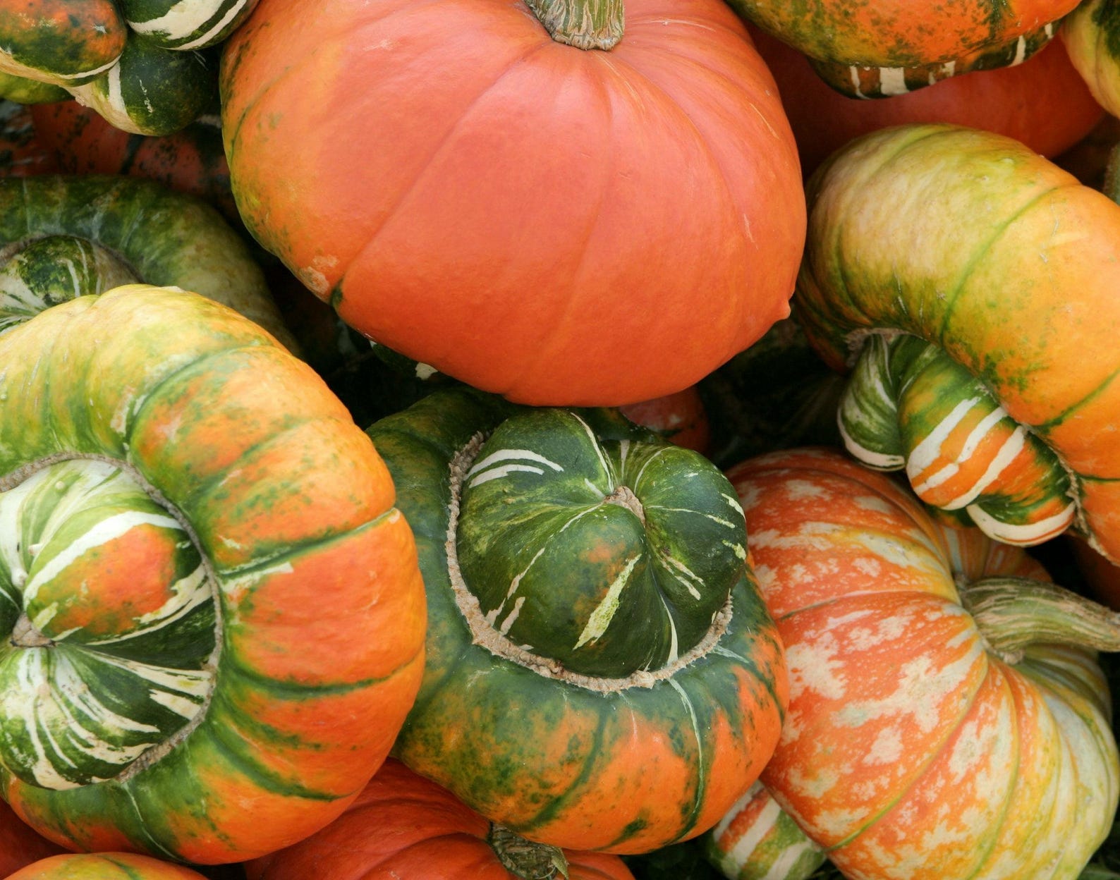 Turks Turban Gourd Seeds, Edible Ornamental Winter Squash, Heirloom ...