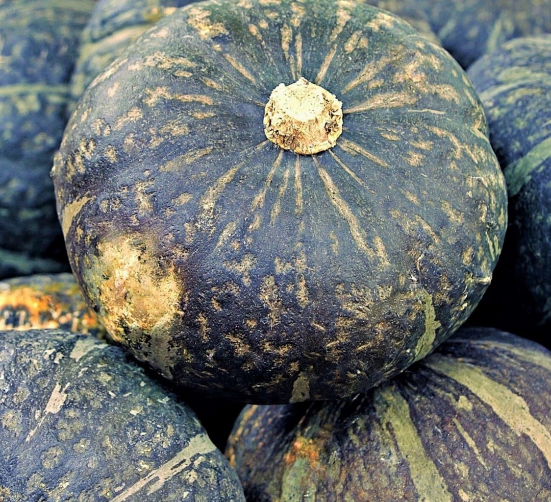 Burgess Buttercup Winter Squash Seeds, Heirloom Vegetable, Edible ...