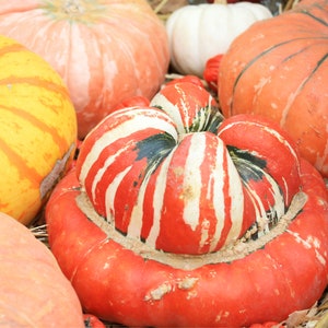 Turks Turban Gourd Seeds Edible Ornamental Gourd, Squash, Heirloom ...