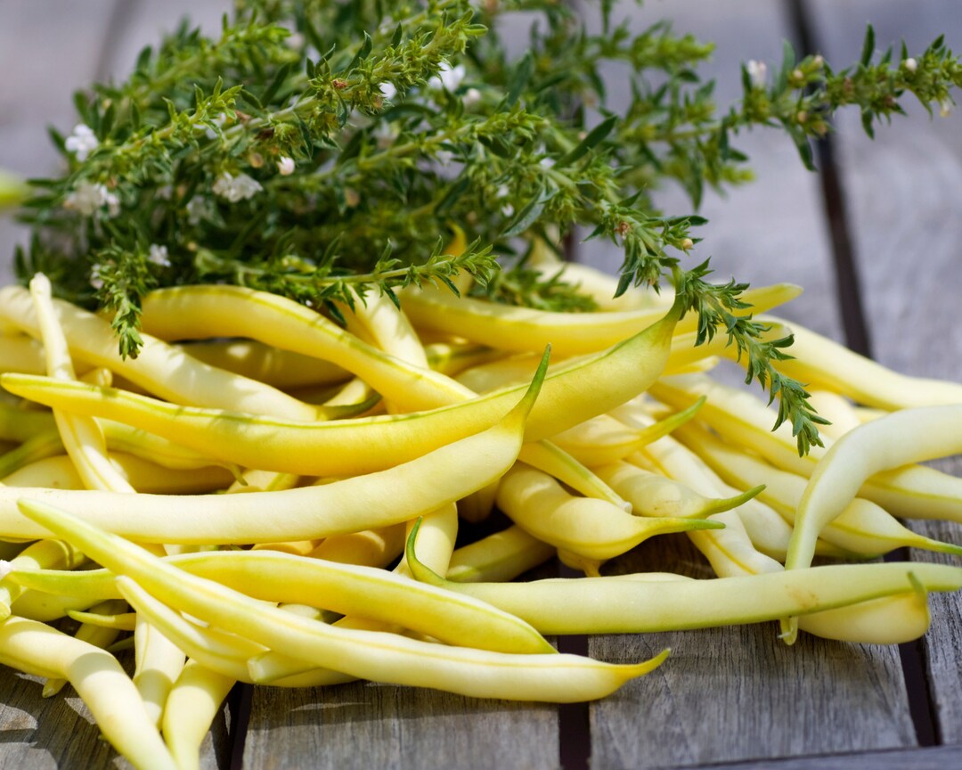 30 Cherokee Yellow Bush Bean Seeds, Heirloom Vegetable, Non GMO, Open ...