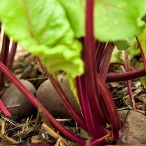 90+ Ruby Queen Beets Seeds, Heirloom Vegetable, Edible Leafy Greens - Etsy