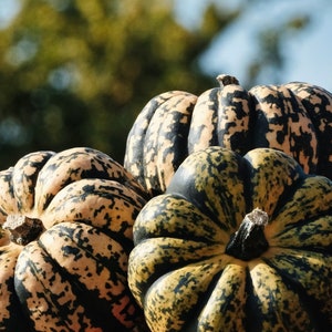 Autumn Mix Acorn Squash Seeds: Winter Squash Seed Blend, See Listing ...