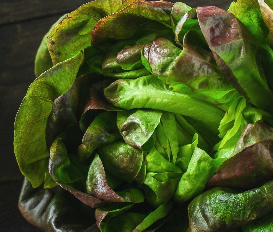 200+ Burgundy Boston Butterhead Lettuce Seeds, Heirloom Leafy Vegetable ...