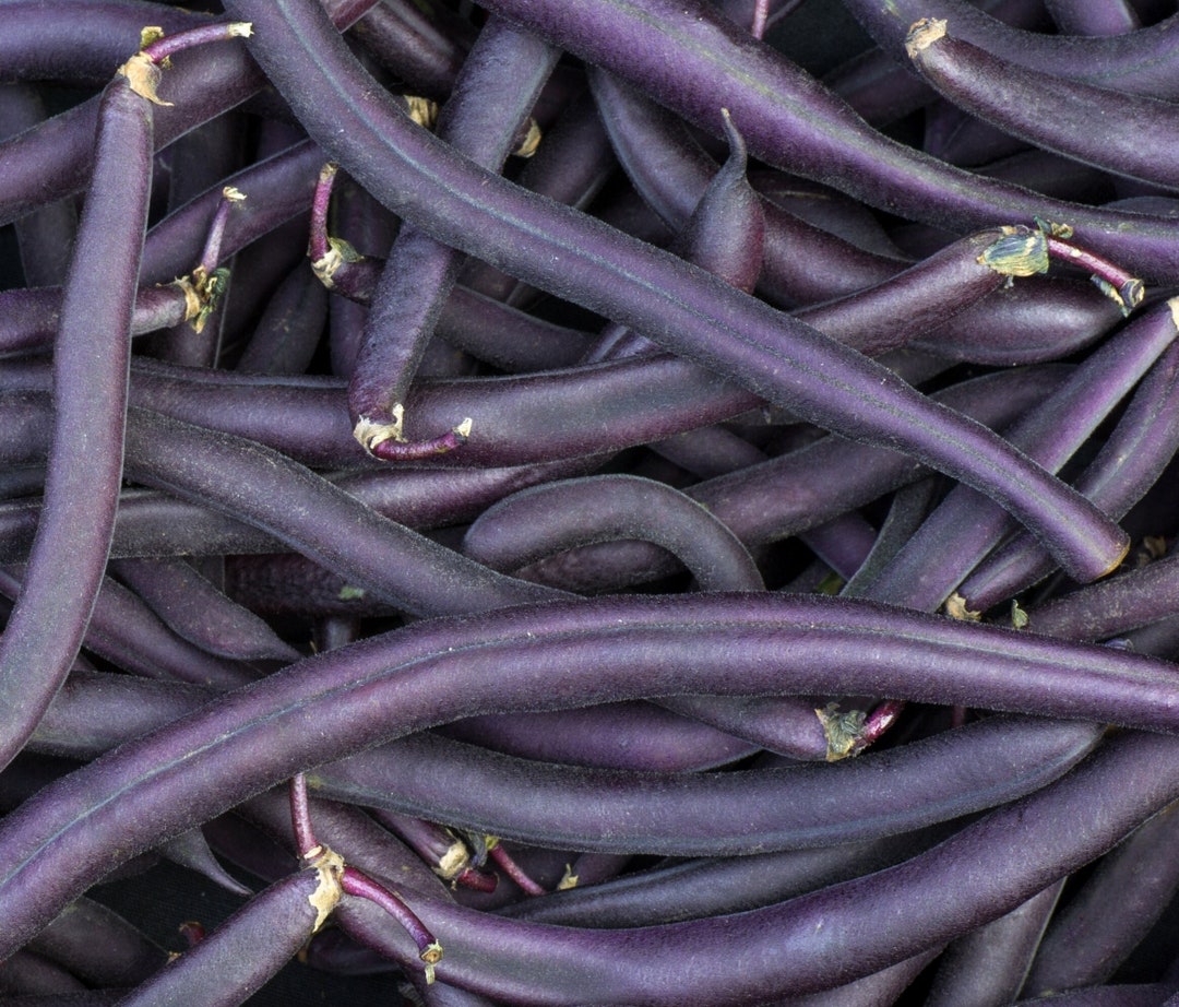 Royal Burgundy Bush Bean Seeds, Purple Snap Beans for Planting, Non GMO, Open Pollinated ...