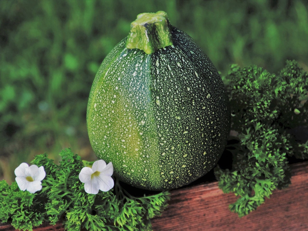 Round Zucchini Seeds / 25 Round Courgette Seeds / Heirloom - Etsy