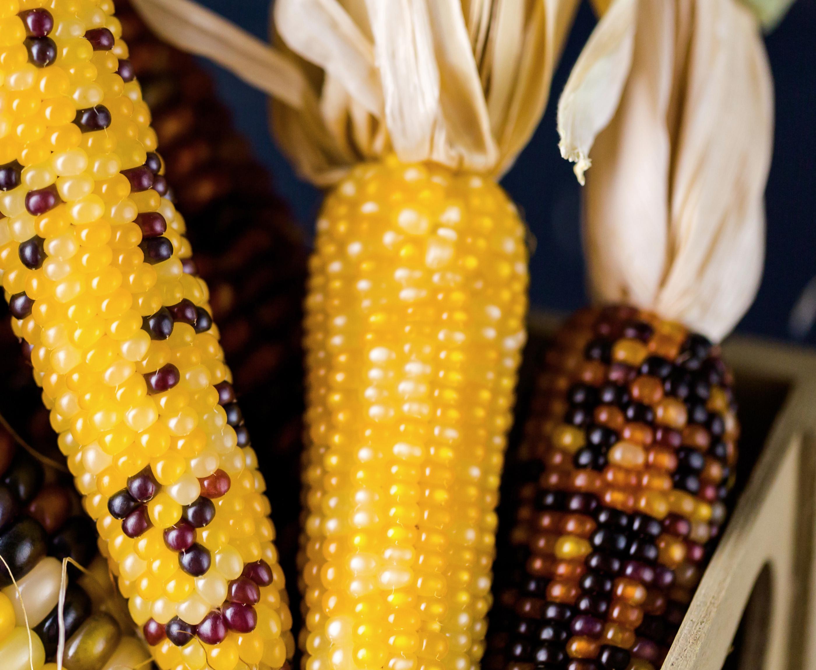 Carousel Popping & Ornamental Corn Seeds, Decorative Multi Color Indian ...