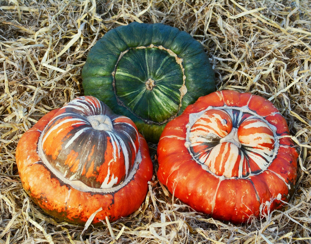 Turks Turban Gourd Seeds Edible Ornamental Gourd, Squash, Heirloom ...