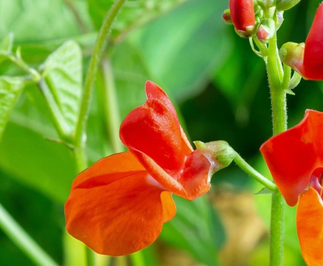 Scarlet Runner Bean Seeds, Snap and Shelling Bean, Edible Ornamental ...