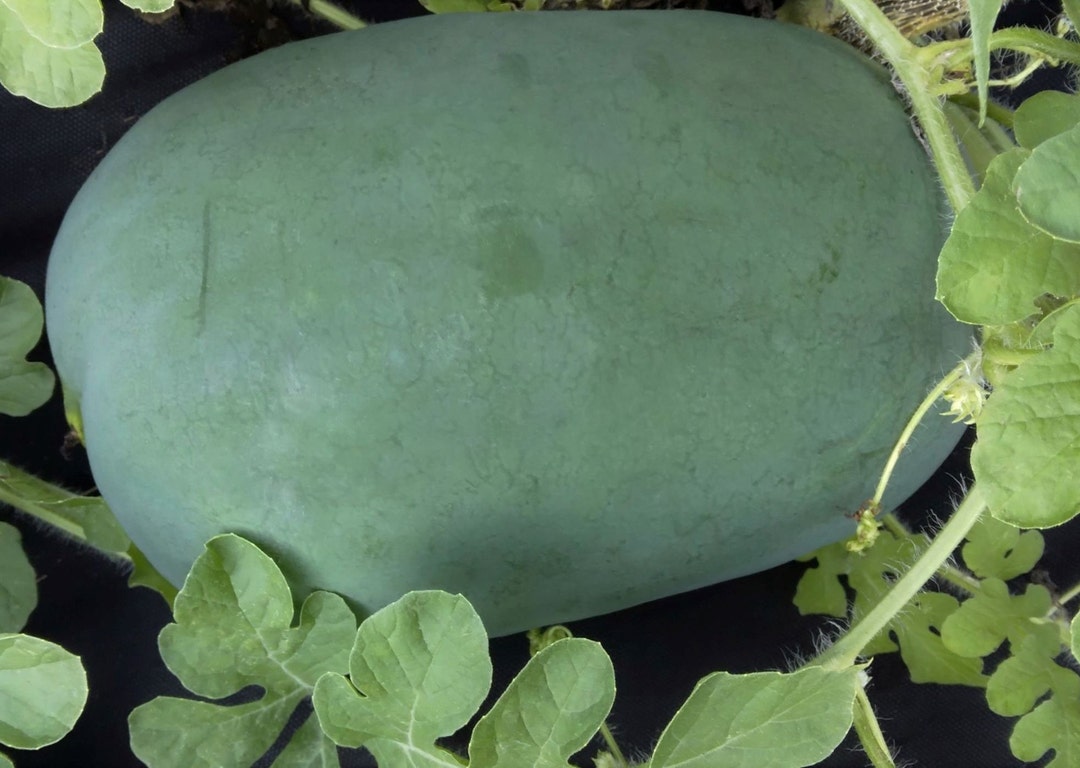 Bush Sugar Baby Watermelon Seeds Icebox Melon, Heirloom Fruit Seeds ...