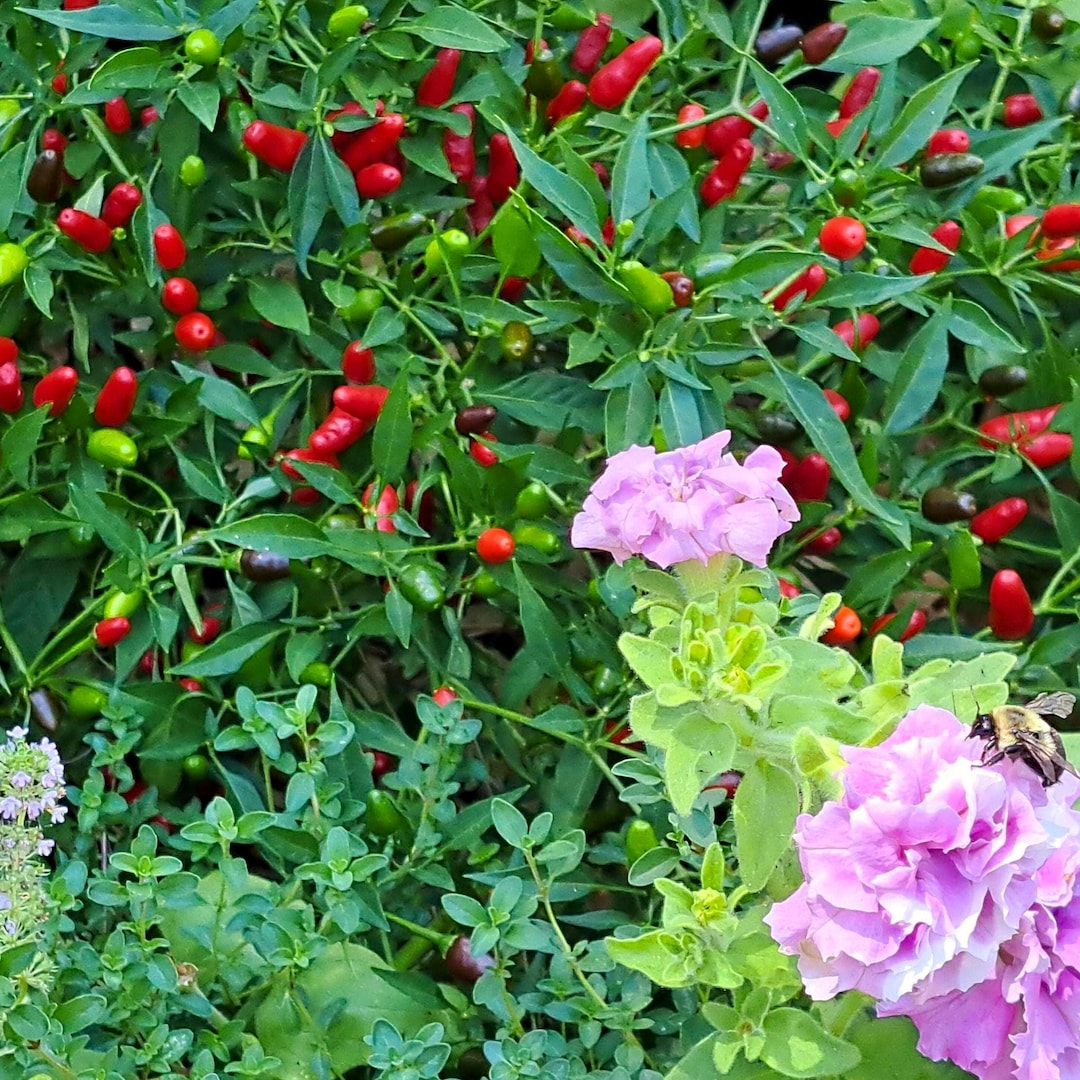40+ Thai Hot Pepper Seeds: Spicy Conical Peppers, Edible Ornamental ...