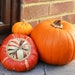 Turks Turban Gourd Seeds Edible Ornamental Gourd, Squash, Heirloom ...