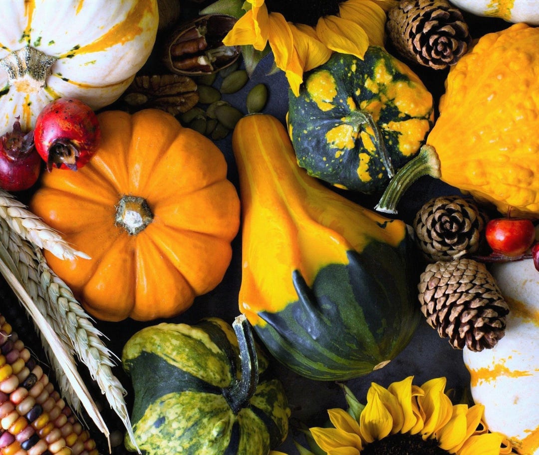 Fancy & Autumn Wing Gourd Seeds, Small and Medium Ornamental Gourds and ...