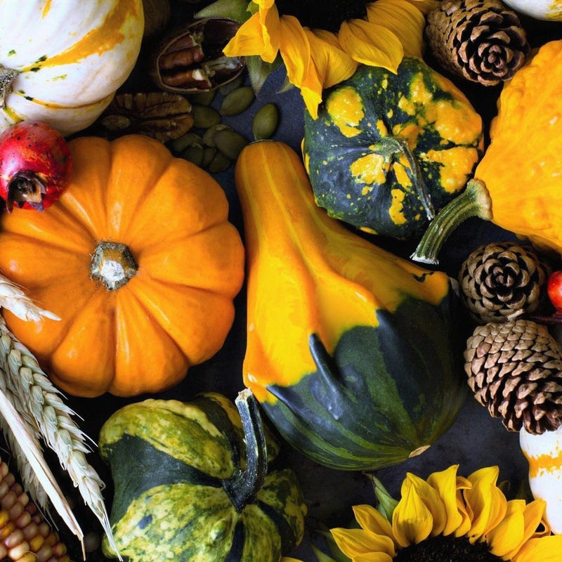 Dried Gourds - Etsy