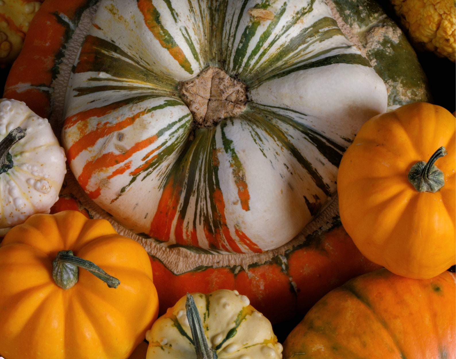Turks Turban Gourd Seeds, Edible Ornamental Winter Squash, Heirloom ...