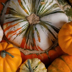 Turks Turban Gourd Seeds, Edible Ornamental Winter Squash, Heirloom ...