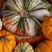 Turks Turban Gourd Seeds, Edible Ornamental Winter Squash, Heirloom ...