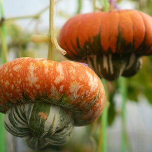 Turks Turban Gourd Seeds, Edible Ornamental Winter Squash, Heirloom ...