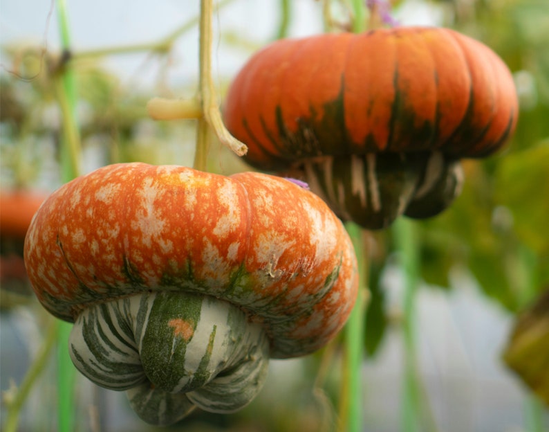 Turks Turban Gourd Seeds, Edible Ornamental Winter Squash, Heirloom ...