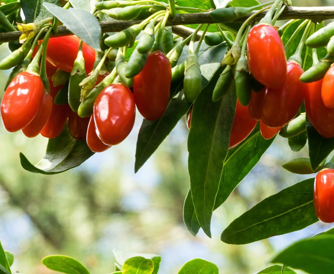 50 Goji Berry Seeds, Perennial Fruit, Edible Ornamental Superfood - Etsy