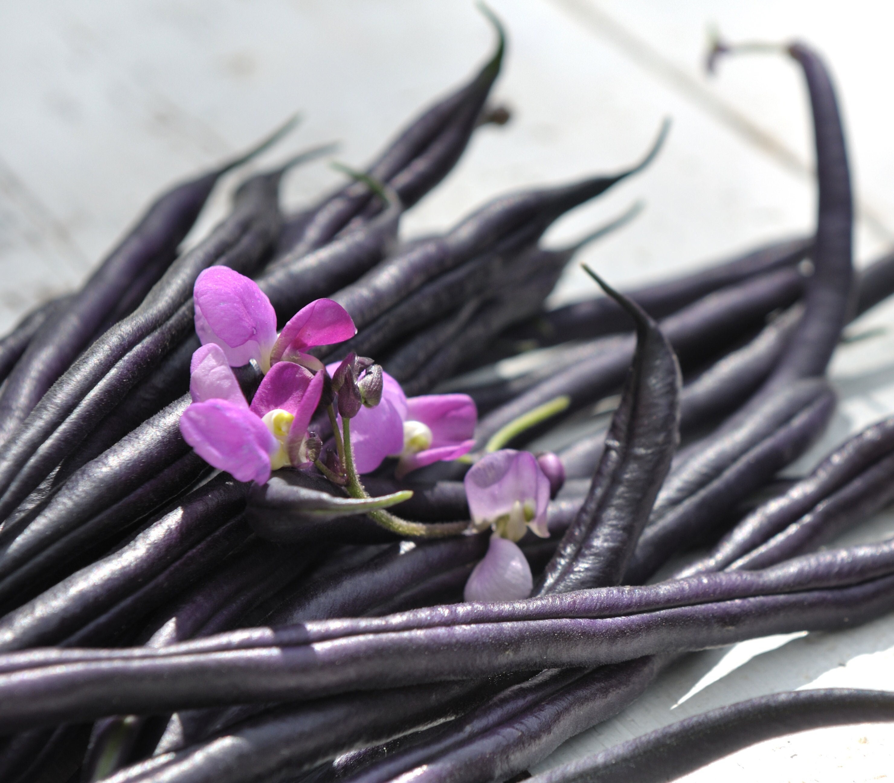 Royal Burgundy Beans, Bush Bean Seeds, Beans for Planting, Purple Snap Beans, Non GMO Open ...