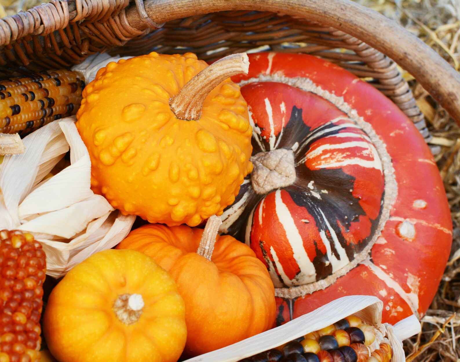 Turks Turban Gourd Seeds, Edible Ornamental Winter Squash, Heirloom ...