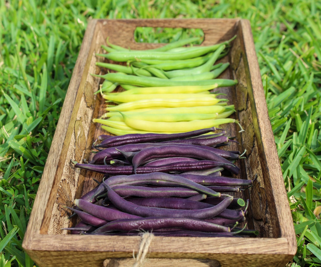 Tricolor Bush Bean Seeds, 30 Colorful Garden Bean Mix, Heirloom ...