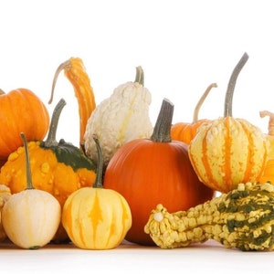 Fancy & Autumn Wing Gourd Seeds, Small and Medium Ornamental Gourds and ...