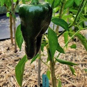 Ancho Poblano Mild Chile Pepper Seeds, Open Pollinated, Heirloom ...