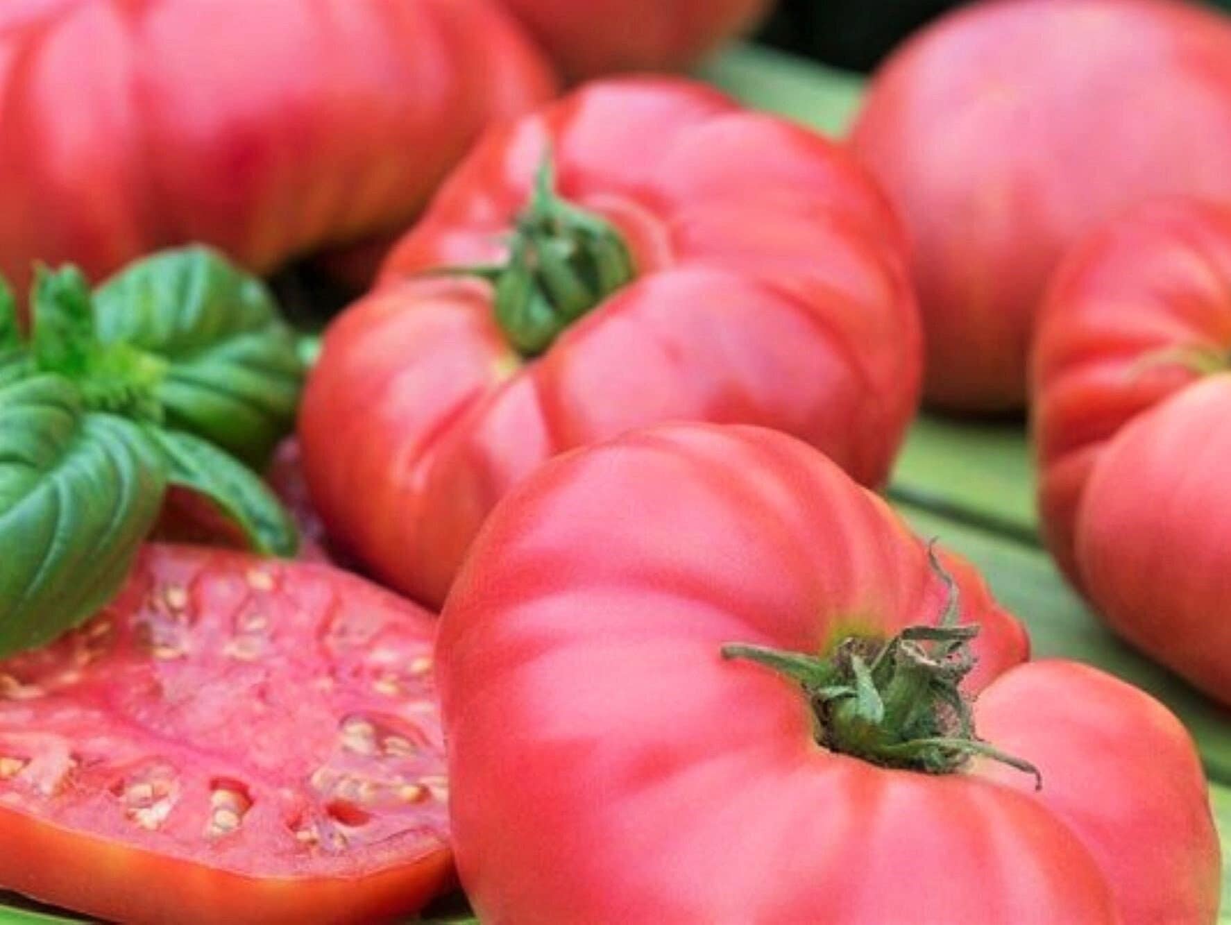 Tiffen Mennonite Tomato Seeds, 30 Rare Heirloom Tomato Seeds, Pink ...