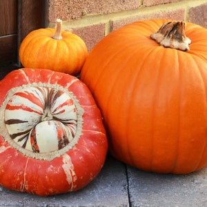 Turks Turban Gourd Seeds, Edible Ornamental Winter Squash, Heirloom ...