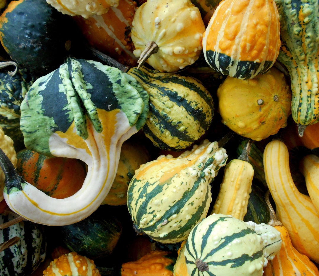Fancy & Autumn Wing Gourd Seeds, Small and Medium Ornamental Gourds and ...