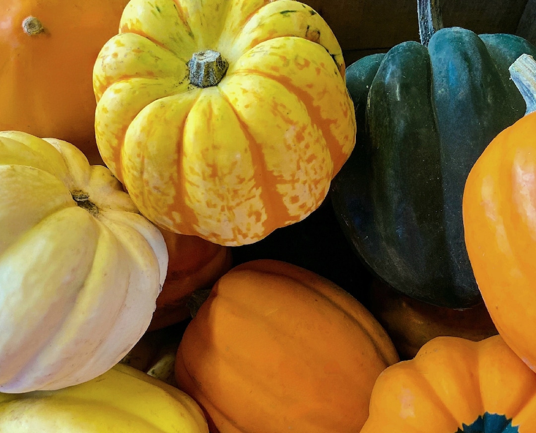 Autumn Mix Acorn Squash Seeds: Winter Squash Seed Blend, See Listing ...