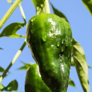 Ancho Poblano Mild Chile Pepper Seeds, Open Pollinated, Heirloom ...