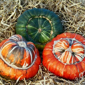 Turks Turban Gourd Seeds, Edible Ornamental Winter Squash, Heirloom ...