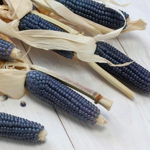 Hopi Blue Corn Seeds, Flint, Sweet, and Ornamental, Heirloom Vegetable ...